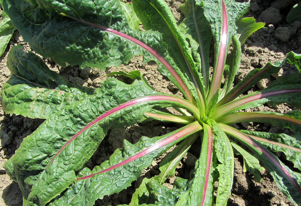 Bladluizen in cichorei | Cichorei teelt informatie | Cichorei teelt ...